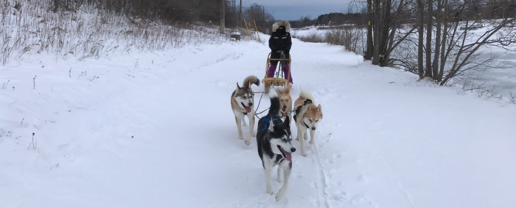 Introduction To Skijoring - Barefoot Bushcraft & Archery